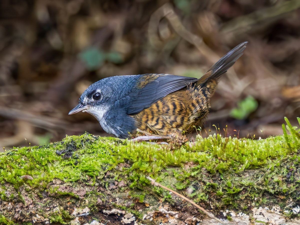 White-breasted Tapaculo - Eleoscytalopus indigoticus - Birds of the World