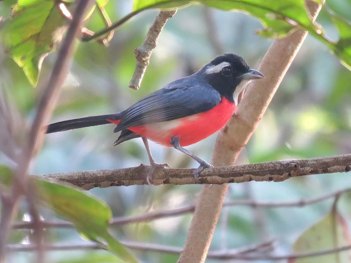 Rose-breasted Chat - Granatellus pelzelni - Birds of the World