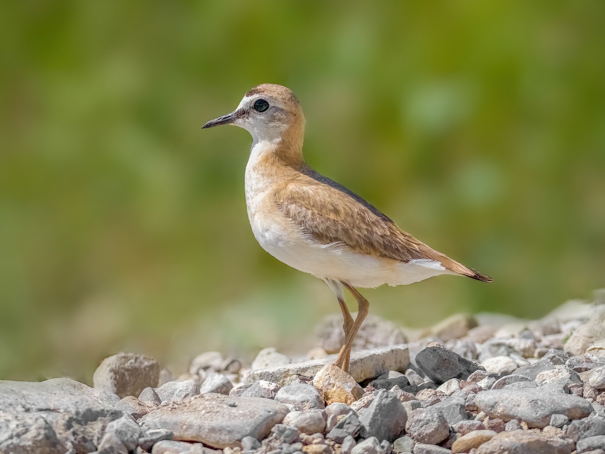 Mountain Plover - Anarhynchus montanus - Birds of the World