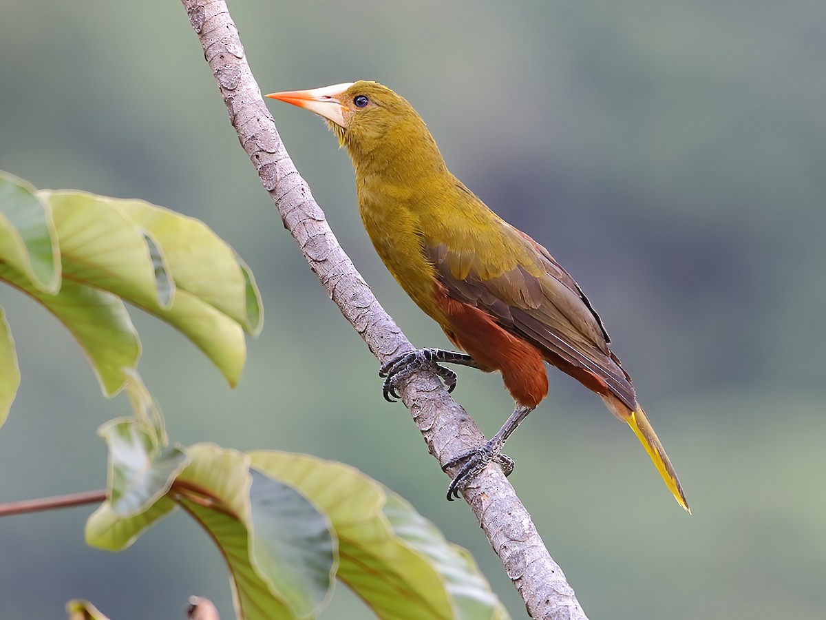Green Oropendola - Psarocolius viridis - Birds of the World