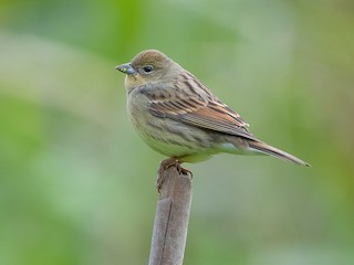 Yellow Bunting - Emberiza sulphurata - Birds of the World
