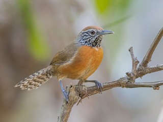 Rufous-breasted Wren - Pheugopedius rutilus - Birds of the World
