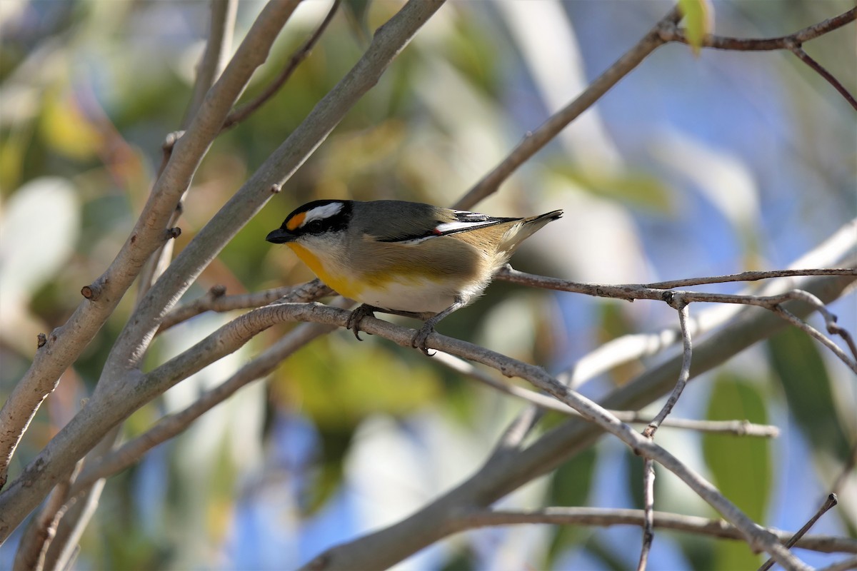 eBird Australia Checklist - 28 Jun 2023 - Multi-use Trail--Seq Water ...