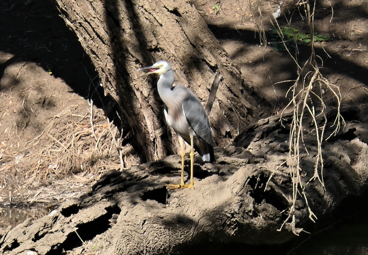 eBird Australia Checklist - 28 Jun 2023 - Scar Tree Waterhole - 24 species