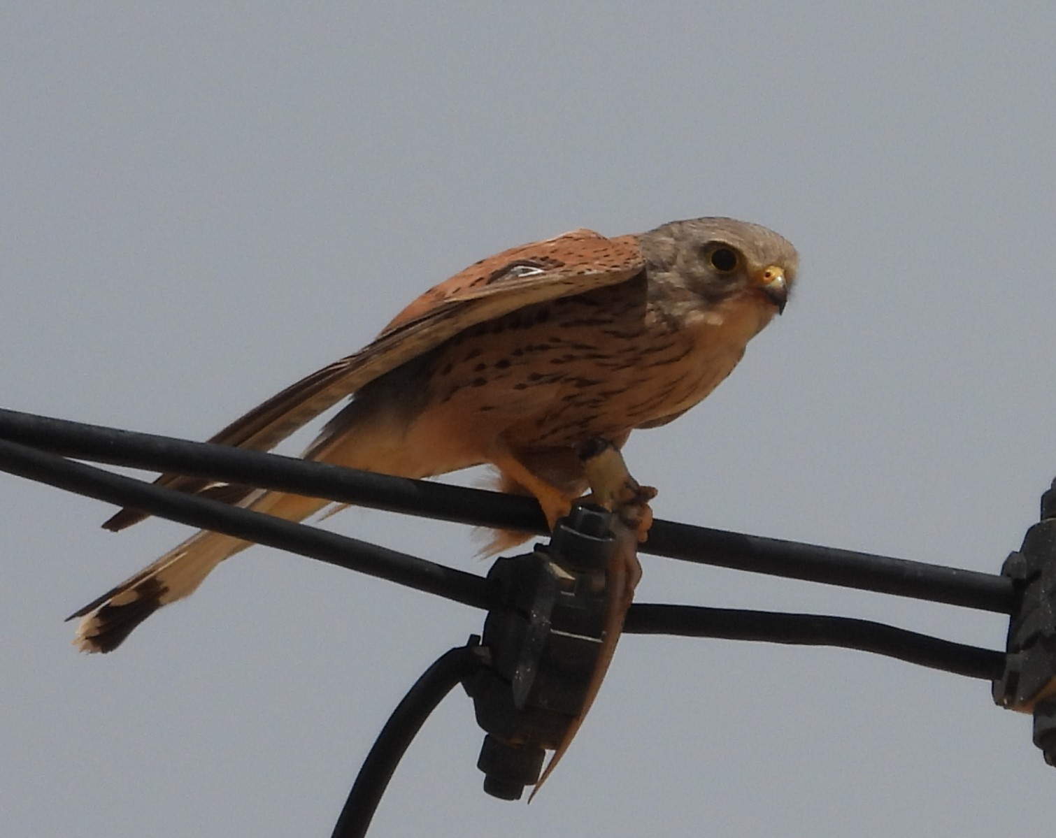 Cernícalo Primilla/Vulgar - eBird