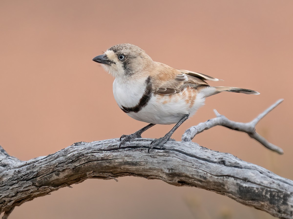 Banded Whiteface - Aphelocephala nigricincta - Birds of the World