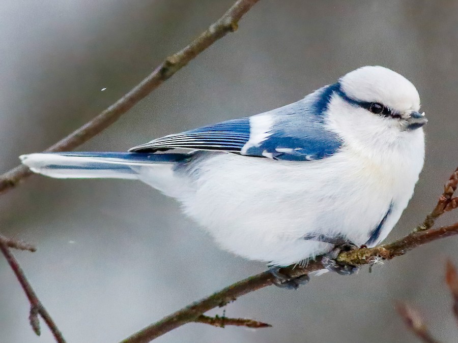 Azure Tit - eBird