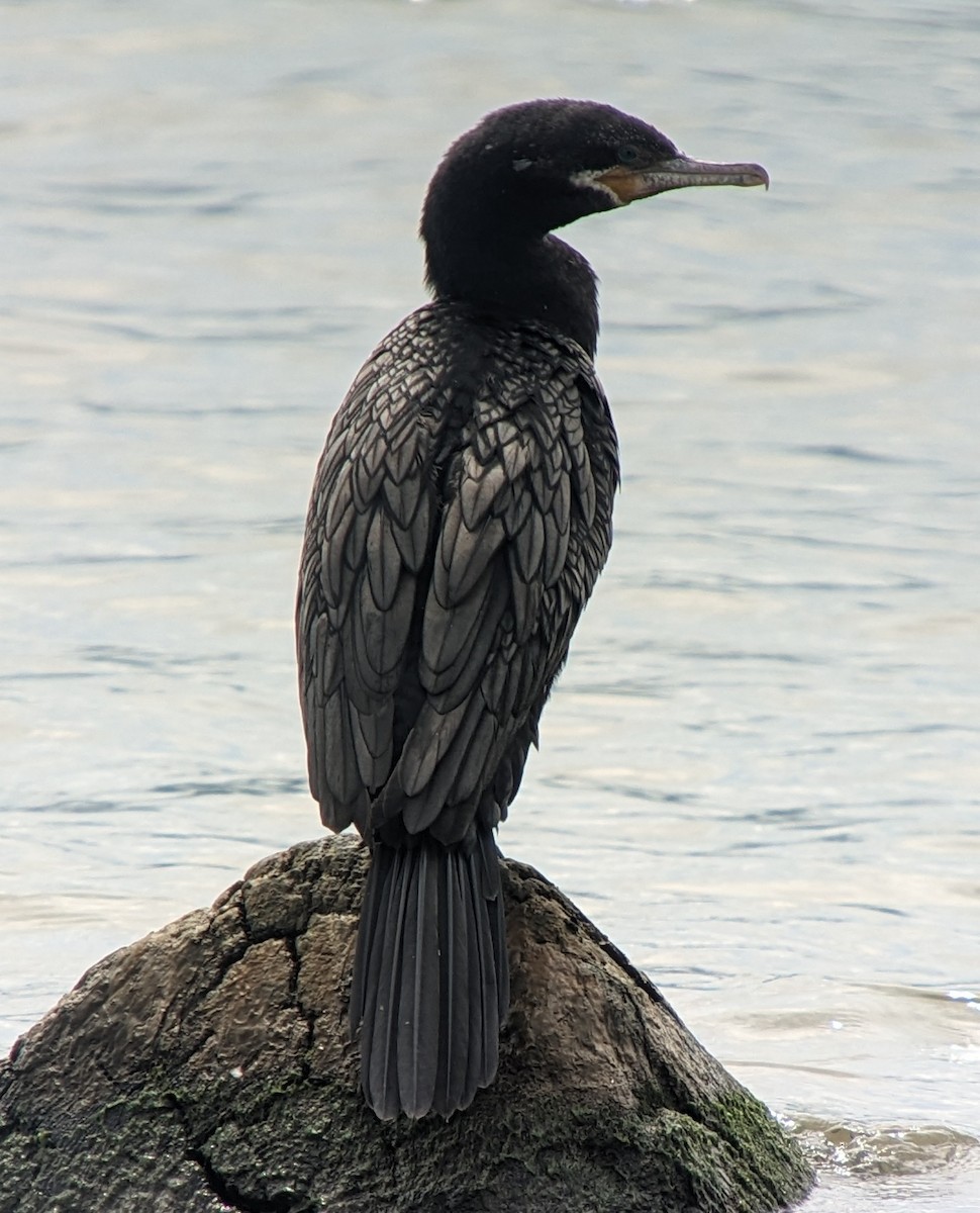 eBird Checklist - 28 Jun 2023 - Newburgh Ferry Terminal - 3 species