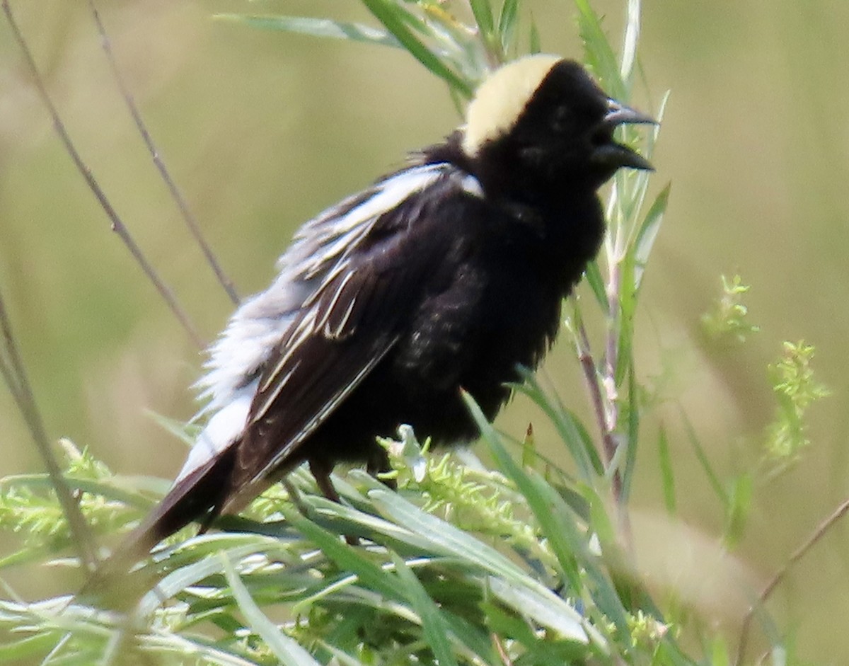 eBird Checklist - 28 Jun 2023 - East Boulder Trail--Teller Lakes - 28 ...