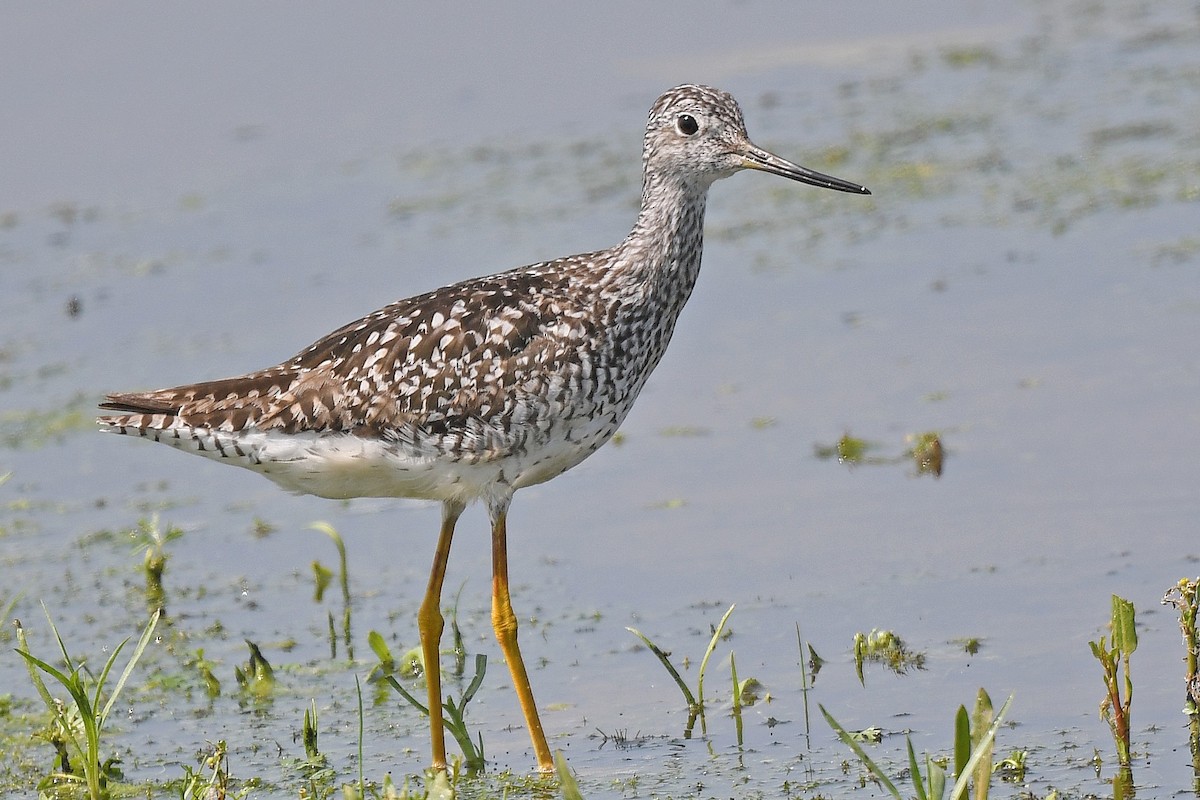 eBird Checklist - 28 Jun 2023 - Bittern Lake Area - 19 species (+1 ...