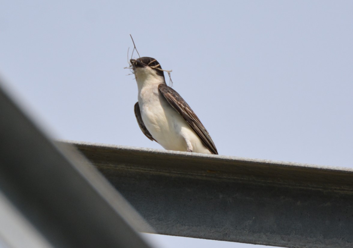 North Carolina Bird Atlas Checklist - 26 Jun 2023 - PRIVATE (36.2647 ...