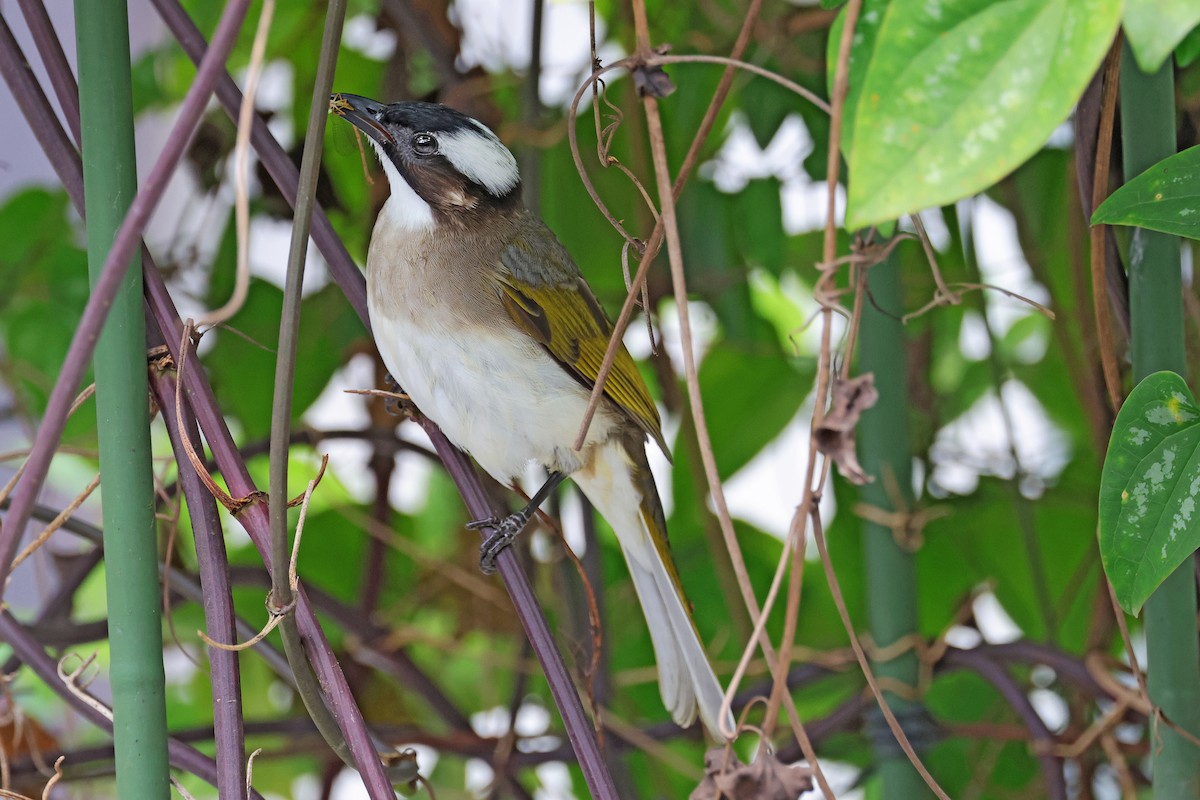 Light-vented Bulbul - Pycnonotus sinensis - Media Search - Macaulay ...