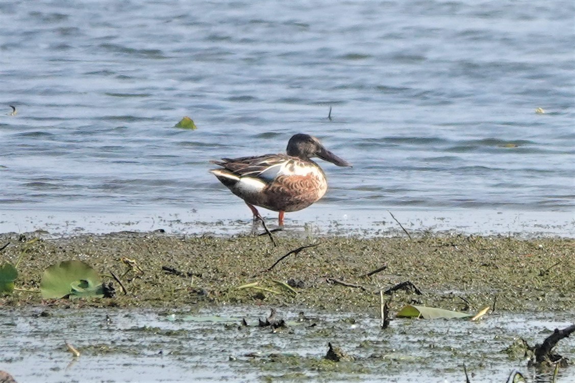 eBird Checklist - 28 Jun 2023 - Presque Isle SP--Gull Pt. - 20 species