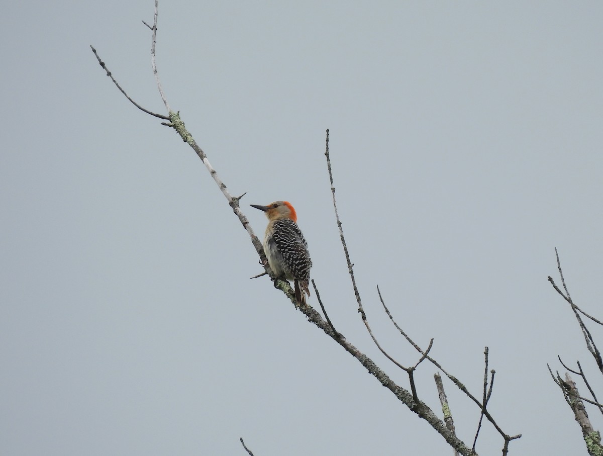 Mass Audubon eBird Checklist - 28 Jun 2023 - Moose Hill Wildlife ...