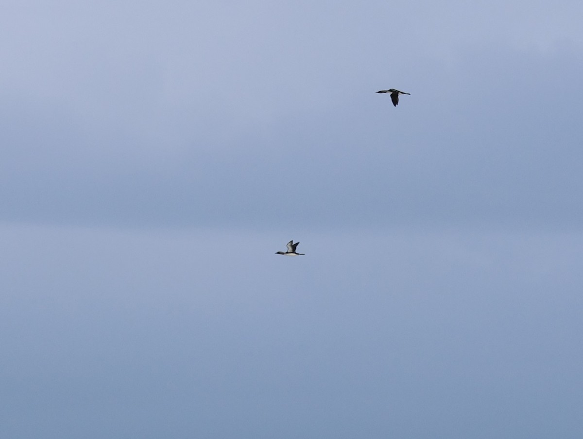 eBird Checklist - 19 Jun 2023 - Point Barrow--Base of the Point - 14 ...