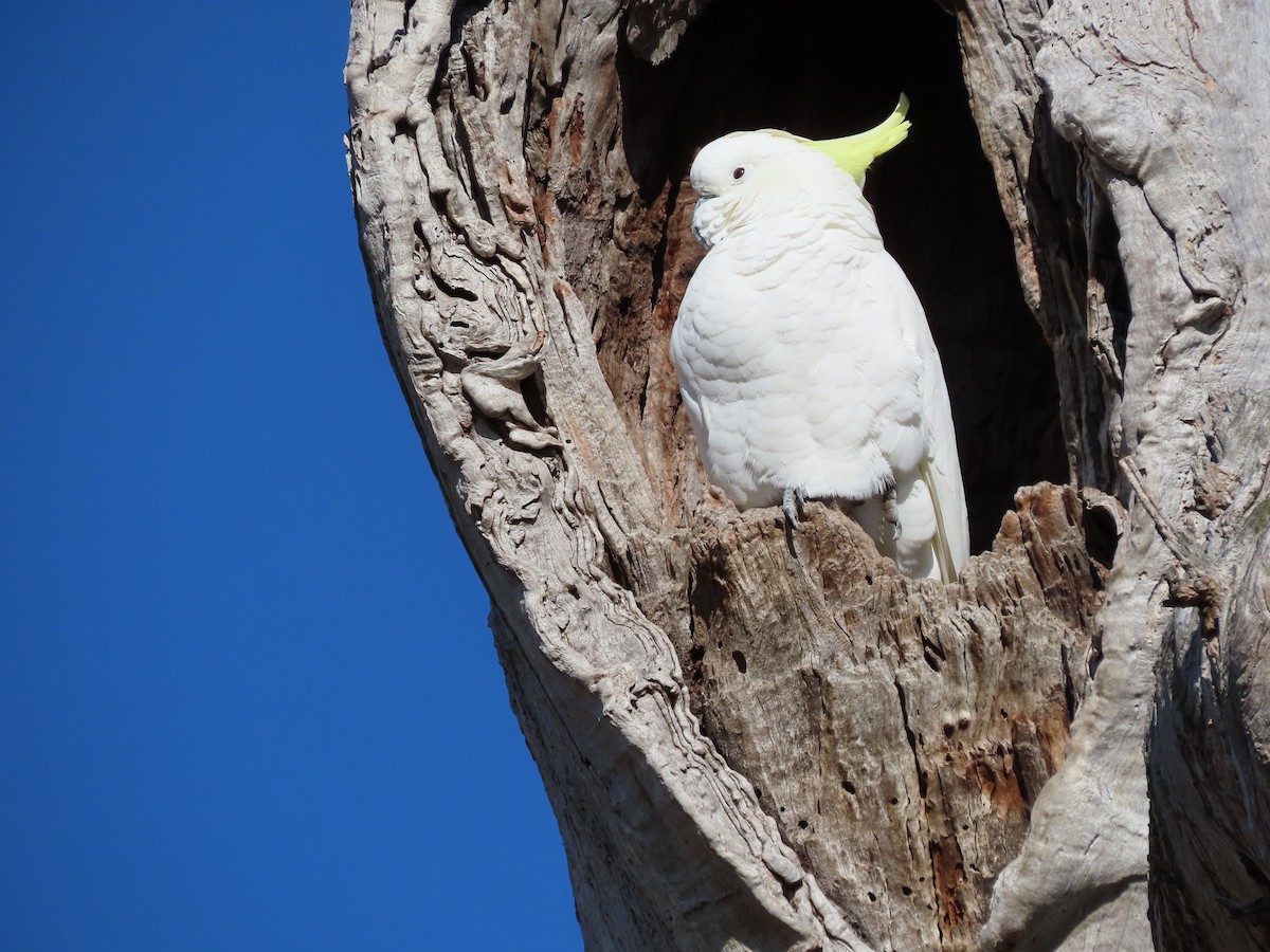 eBird Australia Checklist - 29 Jun 2023 - Narrabundah Hill - 15 species