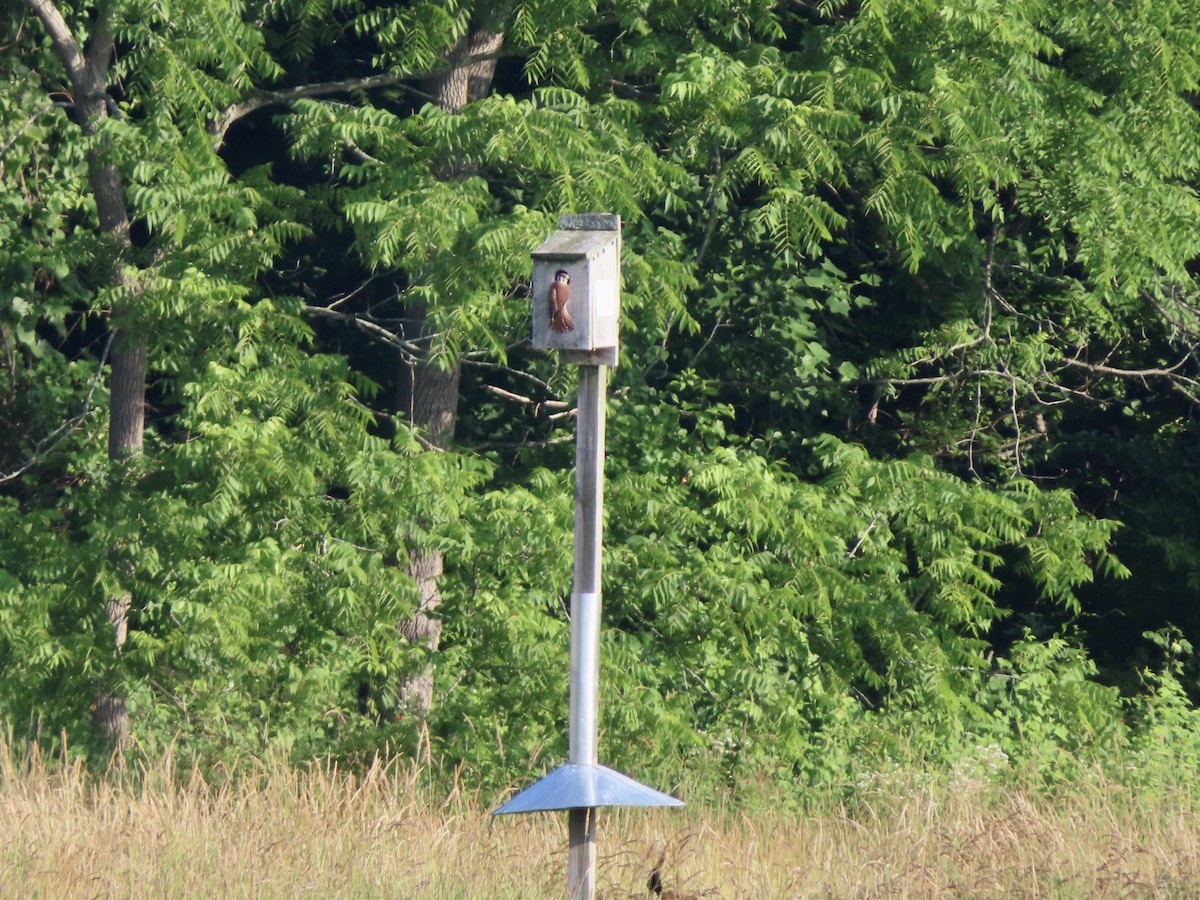 eBird Checklist - 29 Jun 2023 - Kestrel Box #14, Huntington Rd Hadley ...