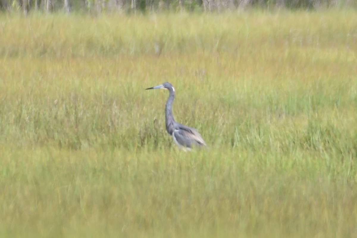 New York Breeding Bird Atlas Checklist - 29 Jun 2023 - Captree Island ...