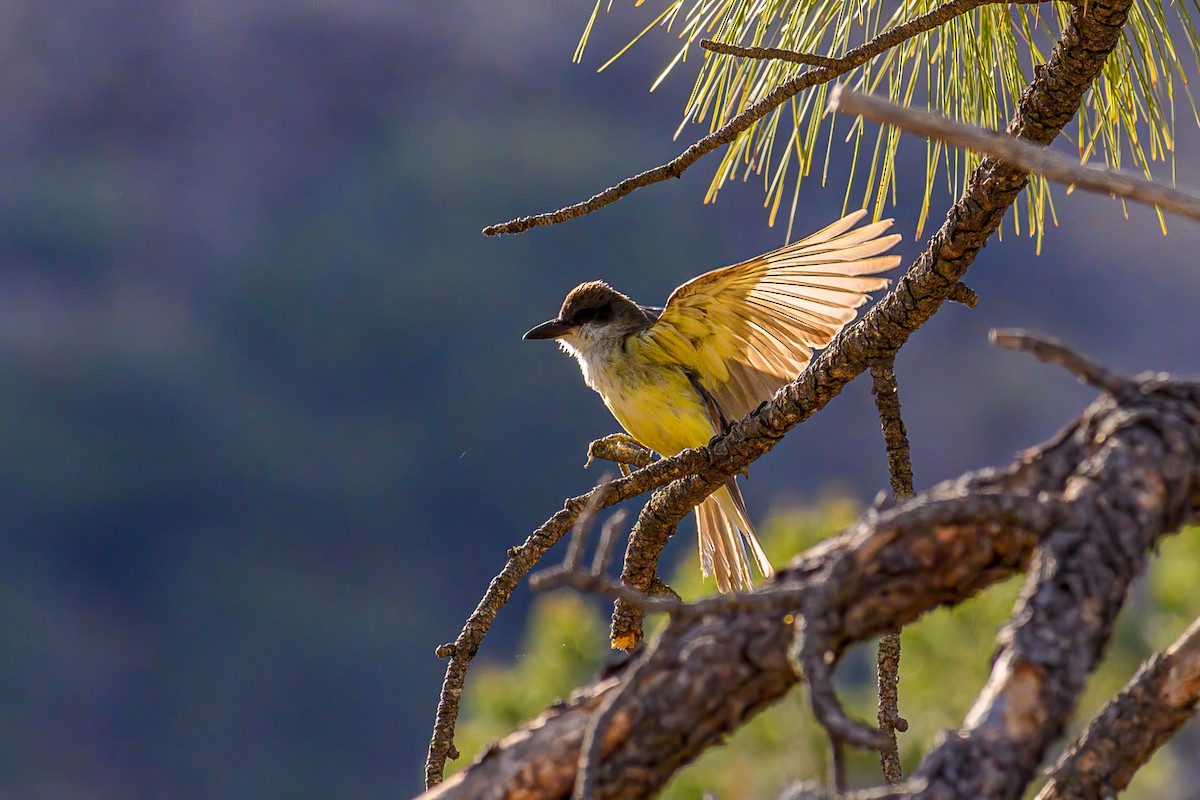 eBird Checklist - 15 Jun 2023 - Davis Mountains Preserve--Madera Canyon ...