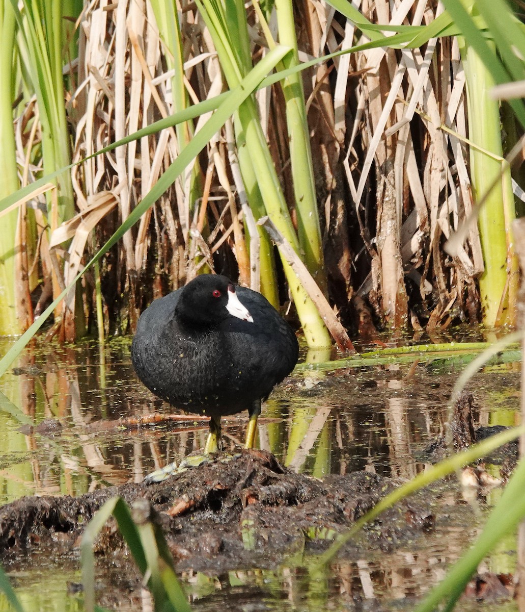 eBird Checklist - 22 Jun 2023 - McQueen's Slough - 22 species
