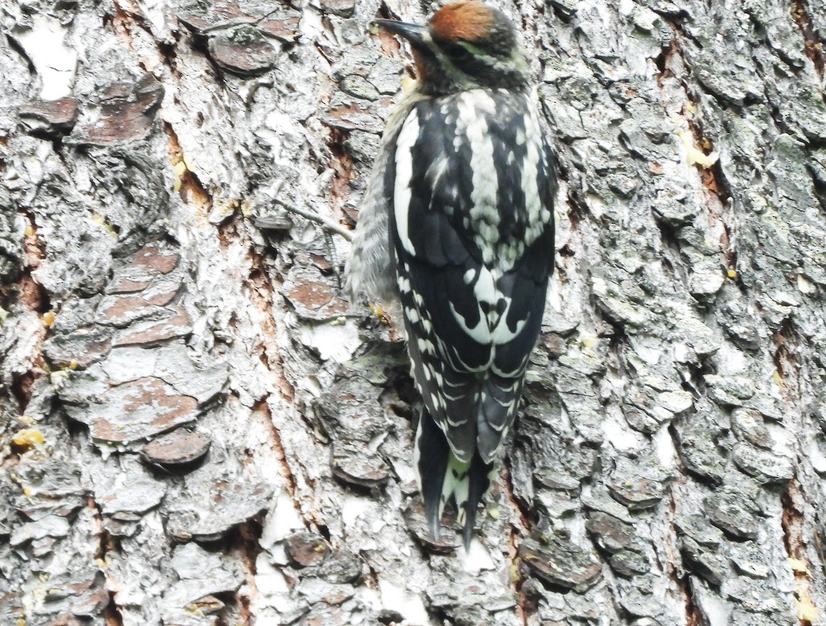 eBird Checklist - 29 Jun 2023 - Little Shuswap Band "Skwlax" East End ...