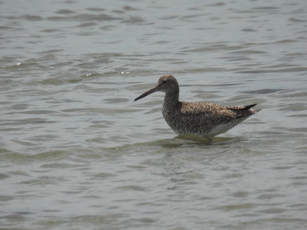 New York Breeding Bird Atlas Checklist - 29 Jun 2023 - Cupsogue Beach County Park - 24 species ...