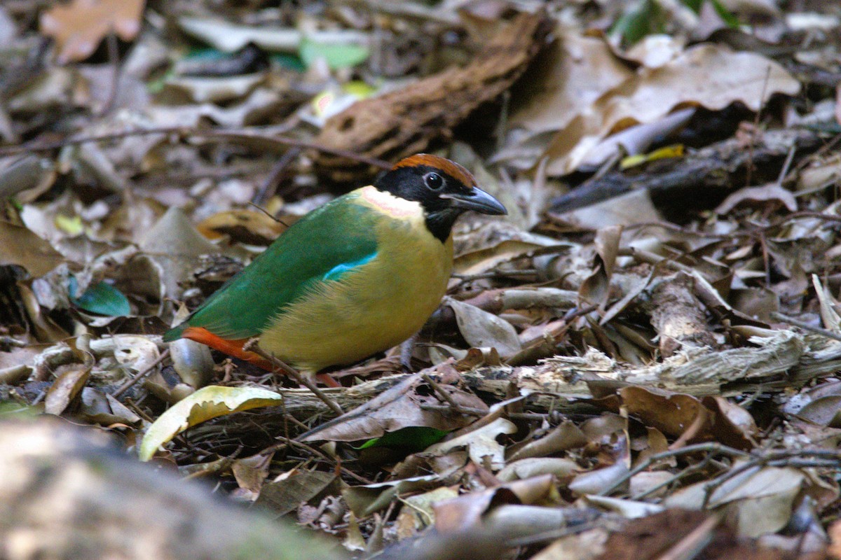 eBird Checklist - 29 Jun 2023 - Iluka Nature Reserve - 16 species