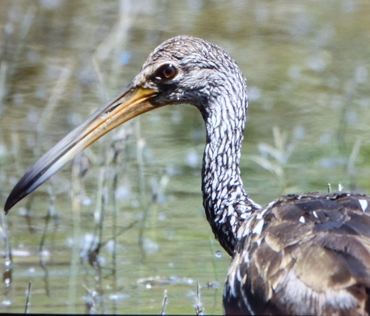 eBird Checklist - 29 Jun 2023 - Ramah SWA - 33 species