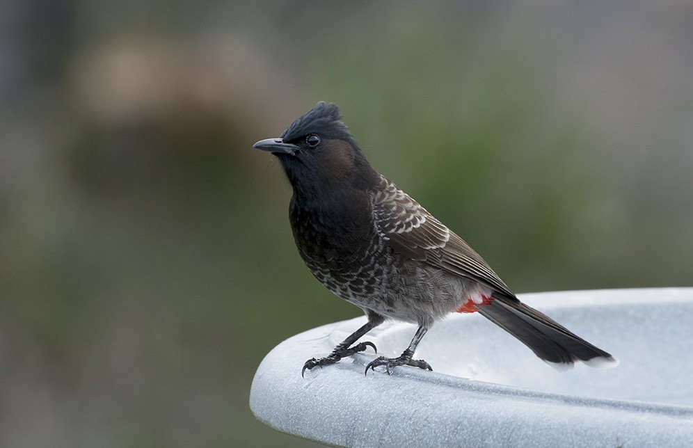 eBird Checklist - 11 Feb 2017 - Tallow Wood - 1 species