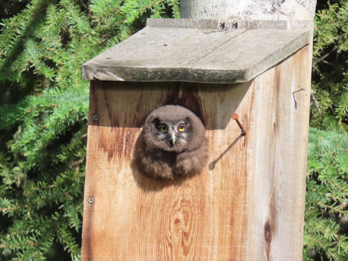 eBird Checklist - 24 Jun 2023 - Off Hay Way, Fairbanks US-AK (64.8713 ...