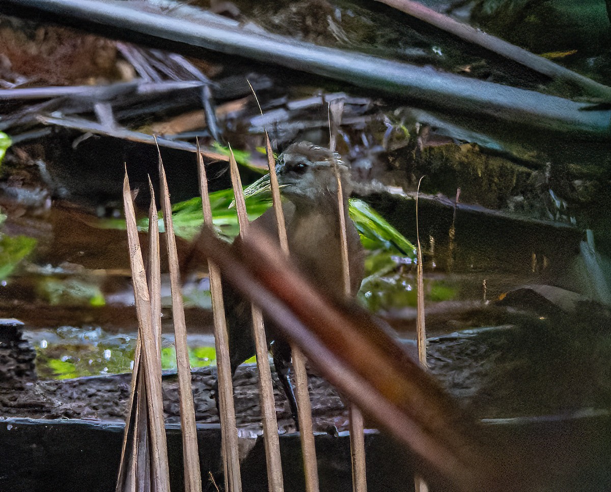 eBird Checklist - 17 Jun 2023 - Drimgas Road, Kiunga - 4 species