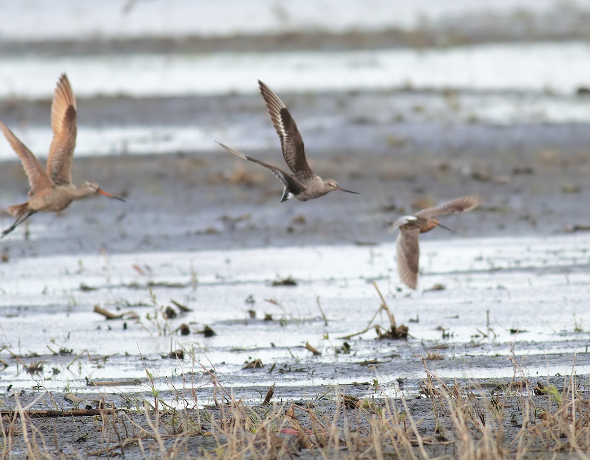 eBird Checklist - 18 May 2017 - Nayanquing Point SWA - 1 species