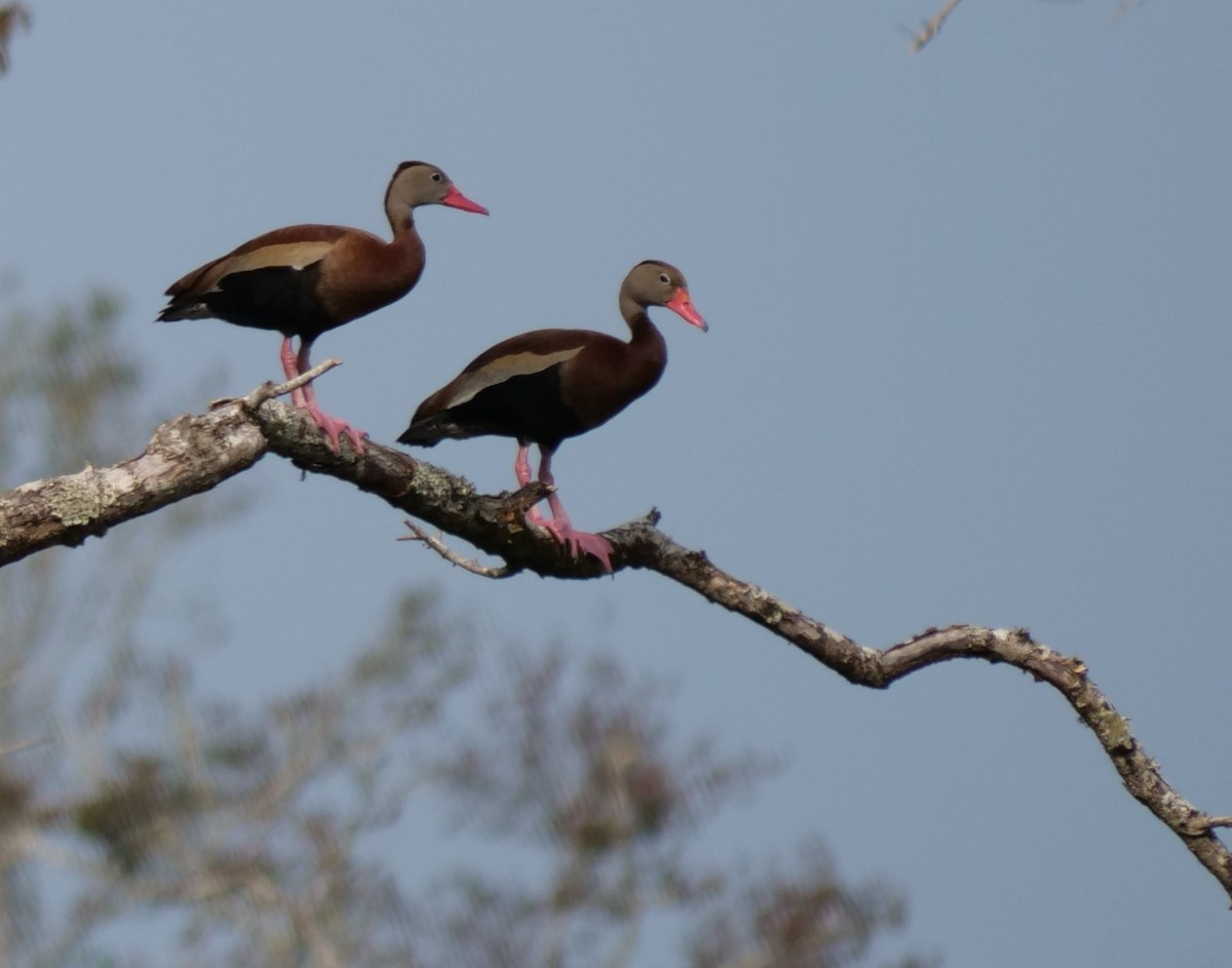 eBird Checklist - 30 Jun 2023 - Donnelley WMA (partial fall and winter ...