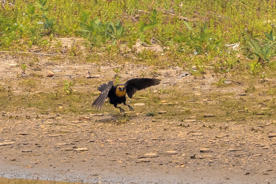 eBird Checklist - 30 Jun 2023 - Presque Isle SP--Gull Pt. - 30 species