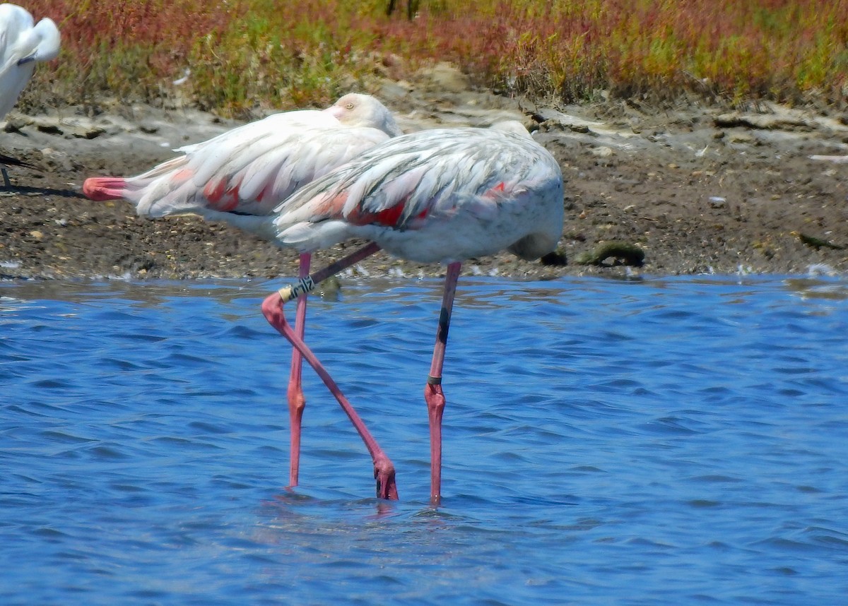 eBird Portugal Checklist - 30 Jun 2023 - Salinas do Samouco (acesso ...