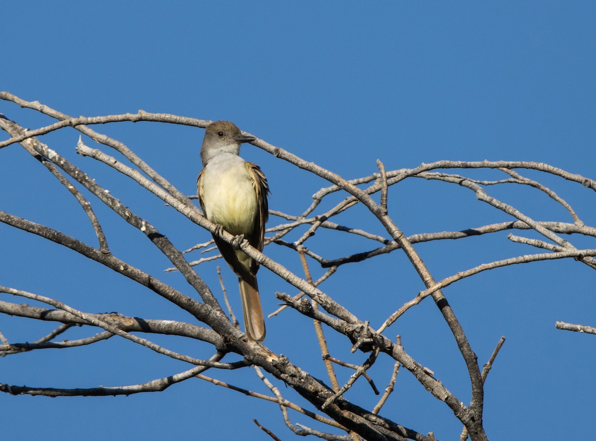 eBird Checklist - 30 Jun 2023 - Big Morongo Canyon Preserve - 35 species