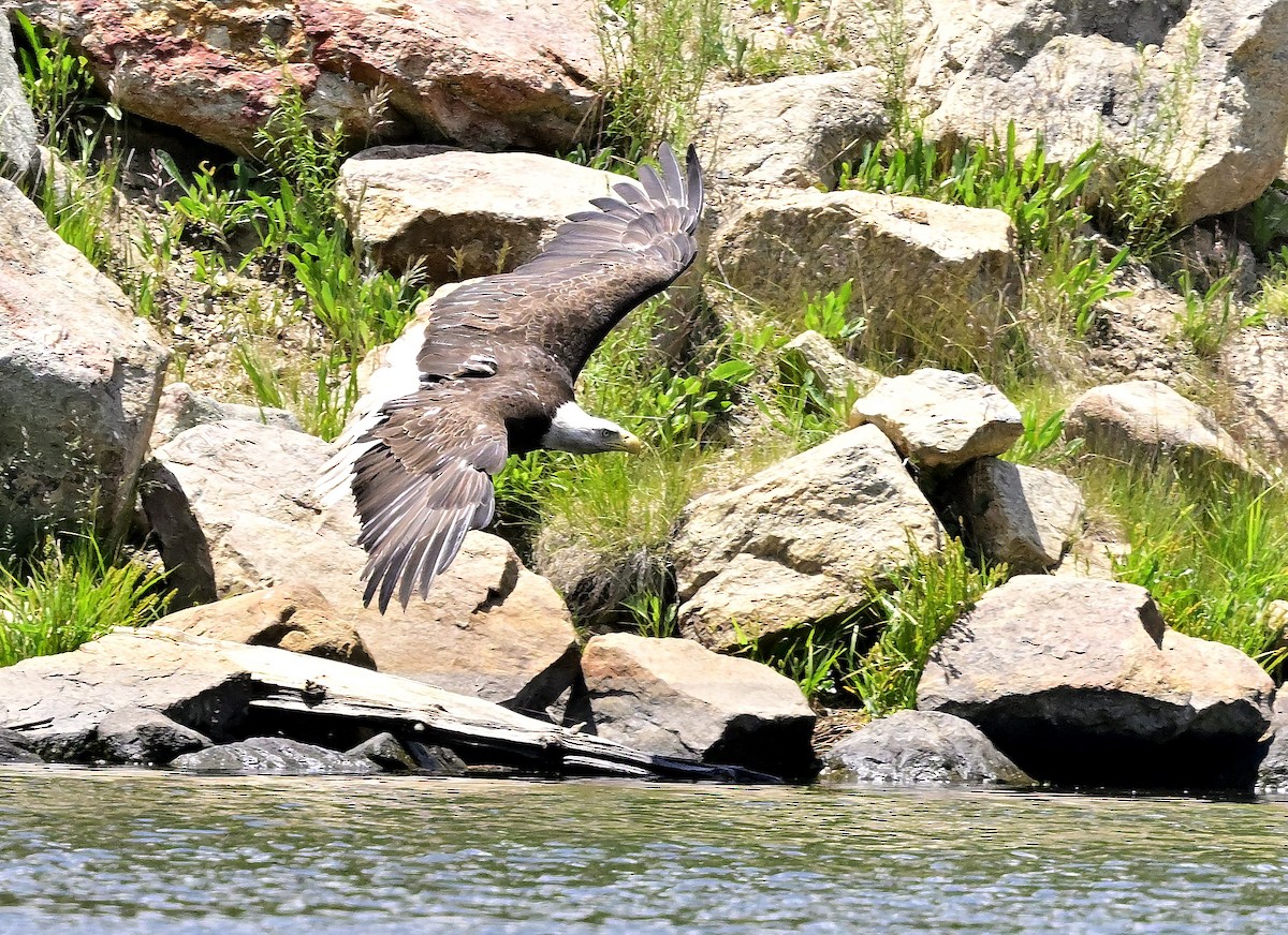 eBird Checklist - 27 Jun 2023 - Mt. Graham--Riggs Lake - 15 species