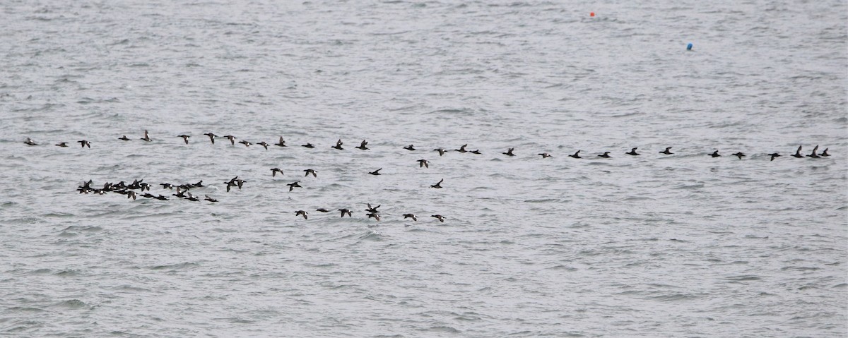 eBird Checklist - 19 Jun 2023 - Rte du Phare, Percé (Cap-d'Espoir) - 17 ...