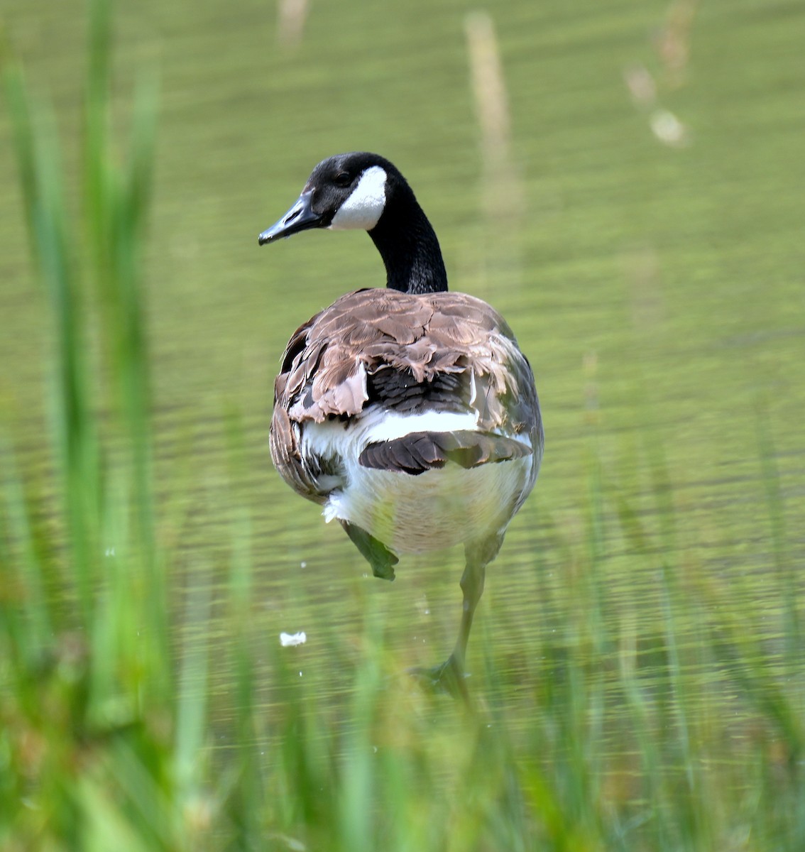 eBird Checklist - 29 Jun 2023 - Mississauga--Osprey Marsh - 15 species