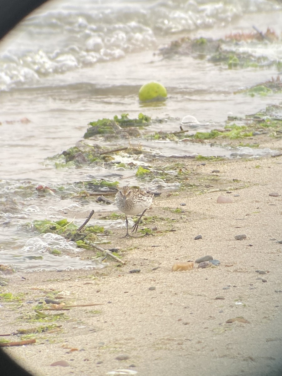 eBird Checklist - 30 Jun 2023 - Sandy Point - 37 species