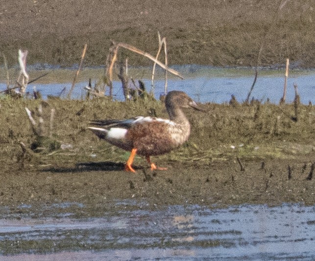 eBird Checklist - 29 Jun 2023 - Presque Isle SP--Gull Pt. - 36 species