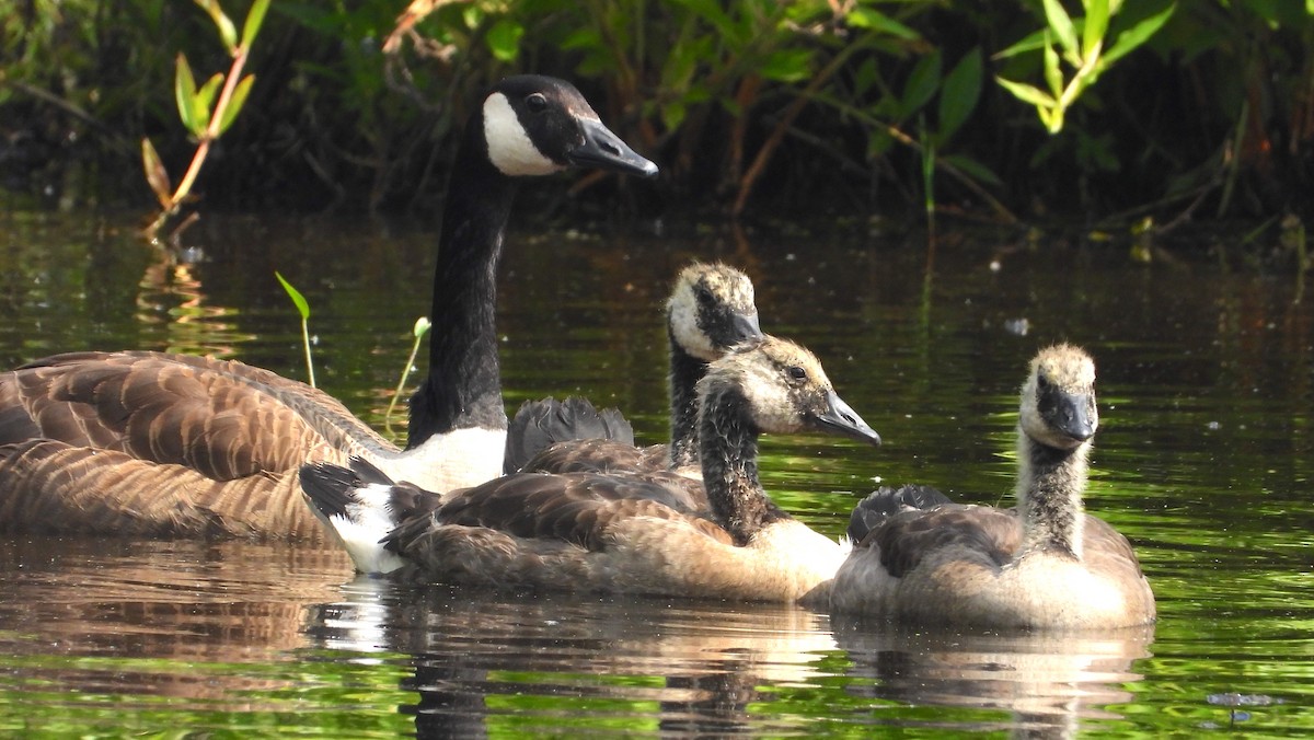 eBird Checklist - 30 Jun 2023 - Stony Brook Wildlife Sanctuary (Mass ...