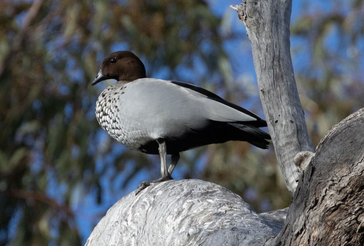eBird Australia Checklist - 1 Jul 2023 - Australian Botanic Gardens ...