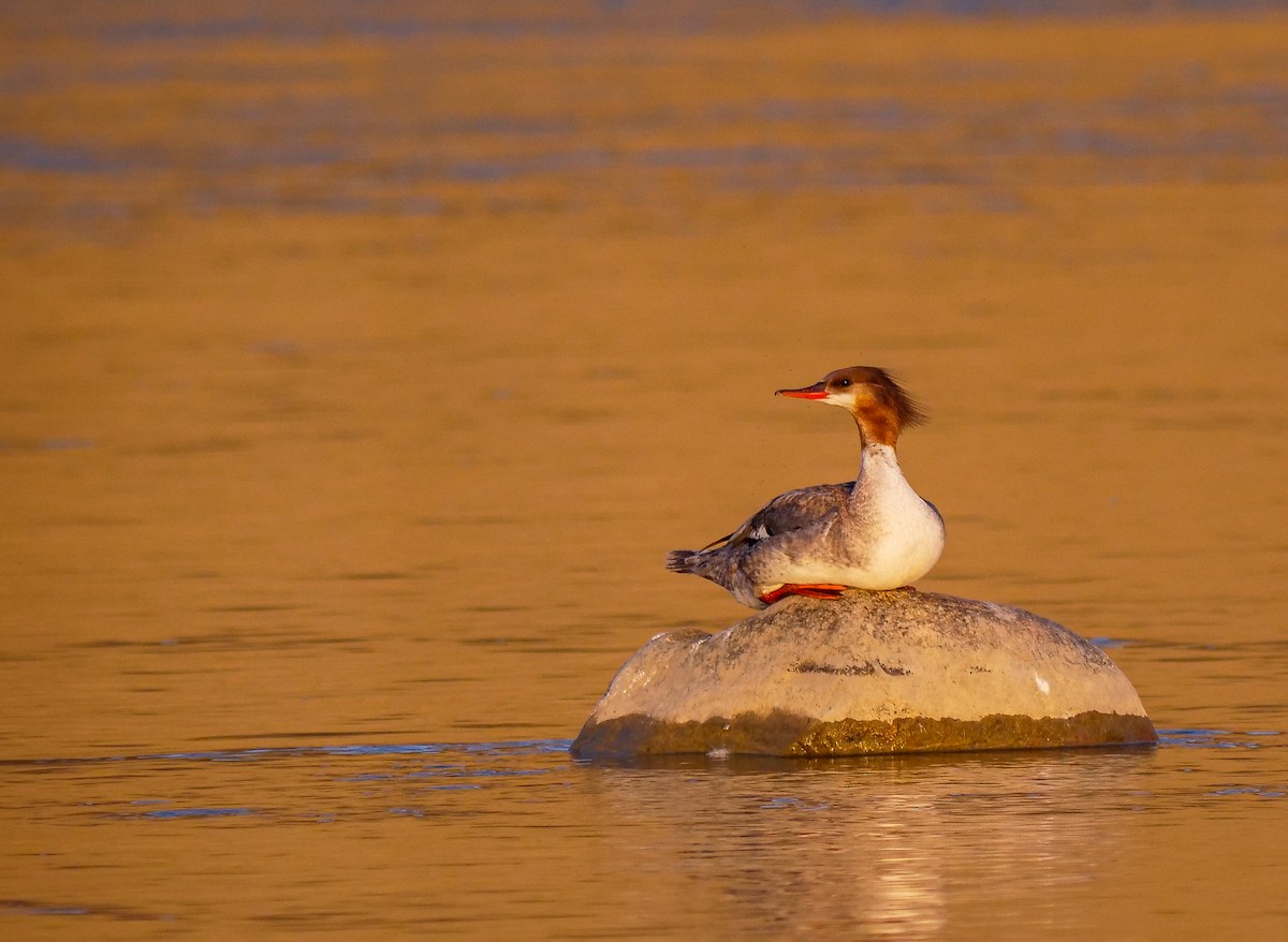 eBird Checklist - 30 Jun 2023 - Medicine Hat--Police Point Park - 11 ...