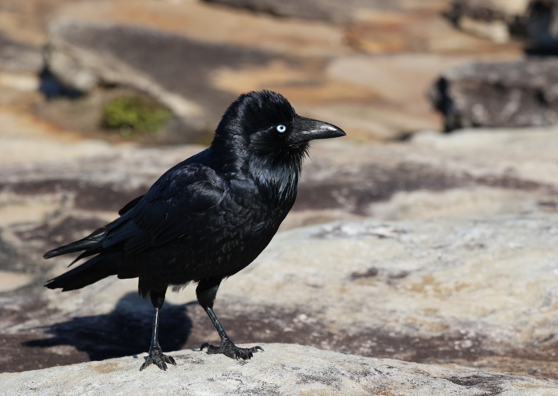 tanımsız karga/kuzgun (Corvus sp.) - eBird