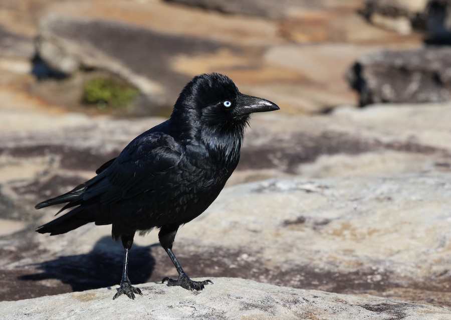gralha/corvo (Corvus) sp. - eBird