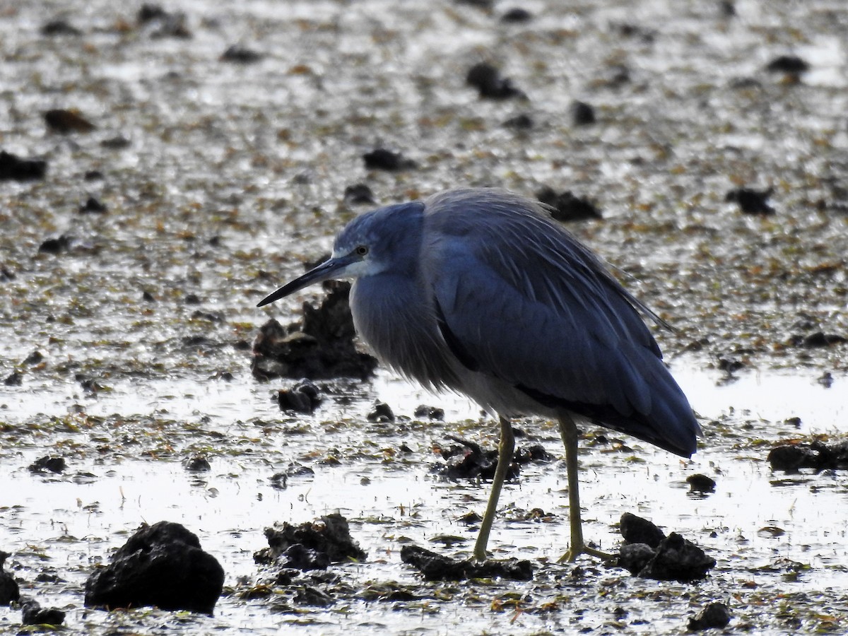 eBird Checklist - 1 Jul 2023 - Wellington Point Recreation Reserve - 19 ...