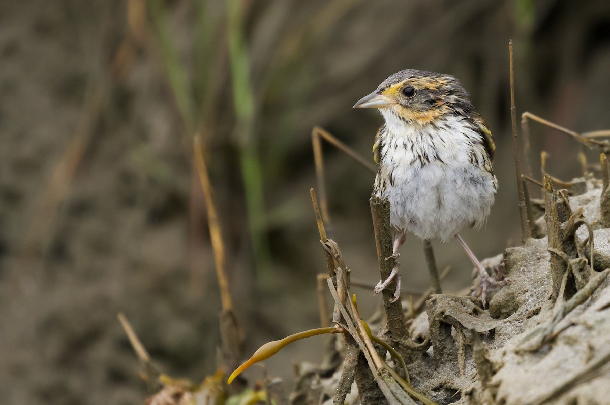 Saltmarsh Sparrow - Ammospiza caudacuta - Media Search - Macaulay ...