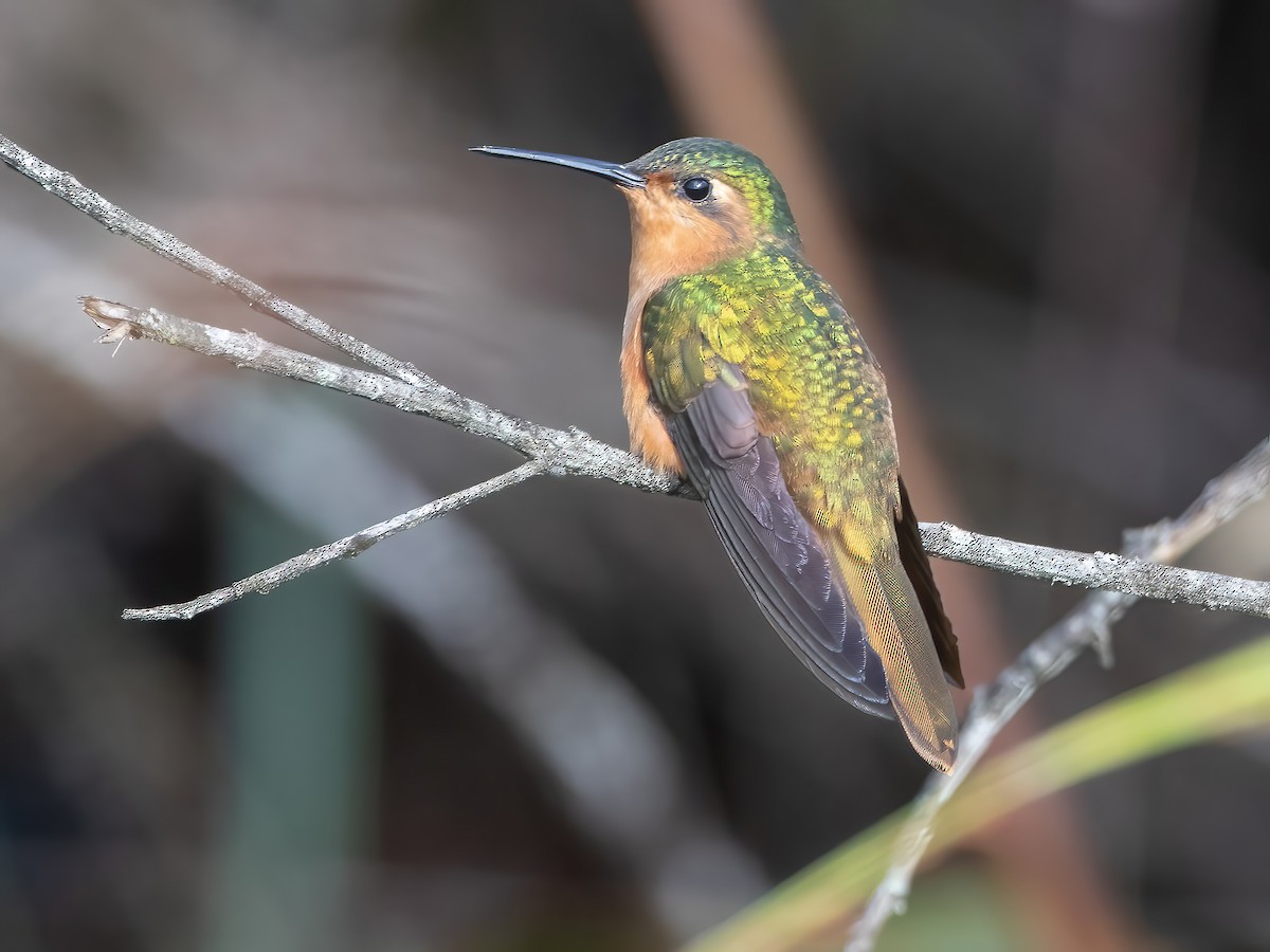Rufous-breasted Sabrewing - Campylopterus hyperythrus - Birds of the World