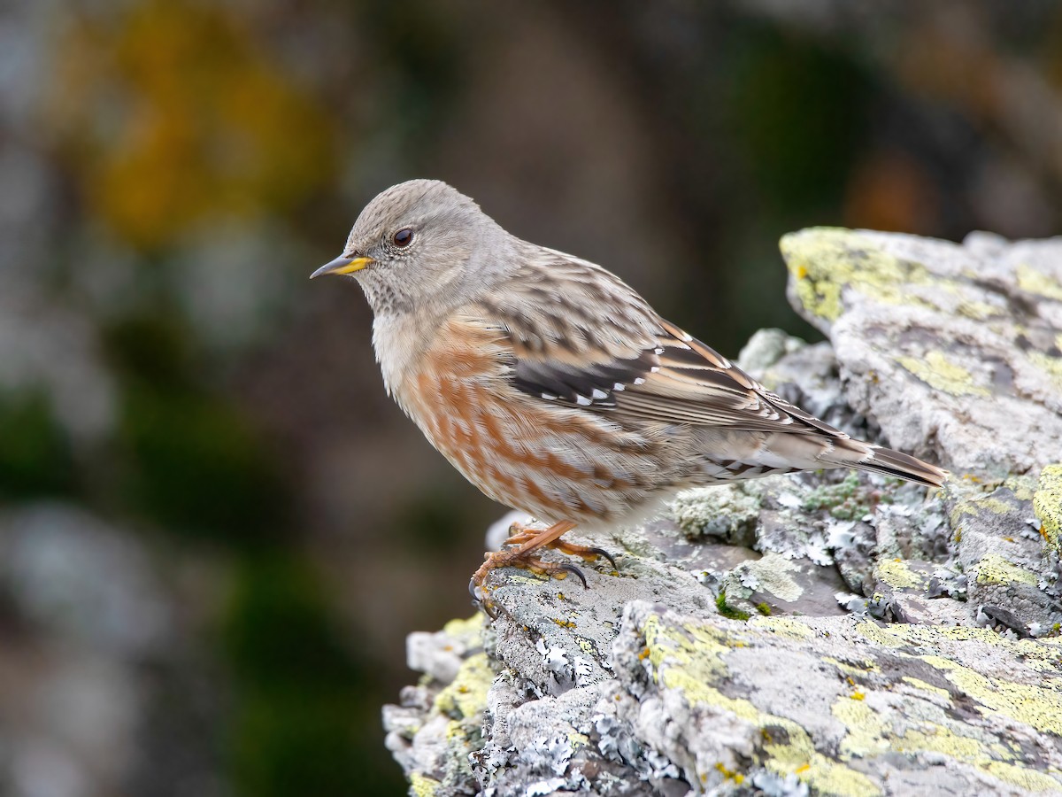 Alpine Accentor - Prunella collaris - Birds of the World